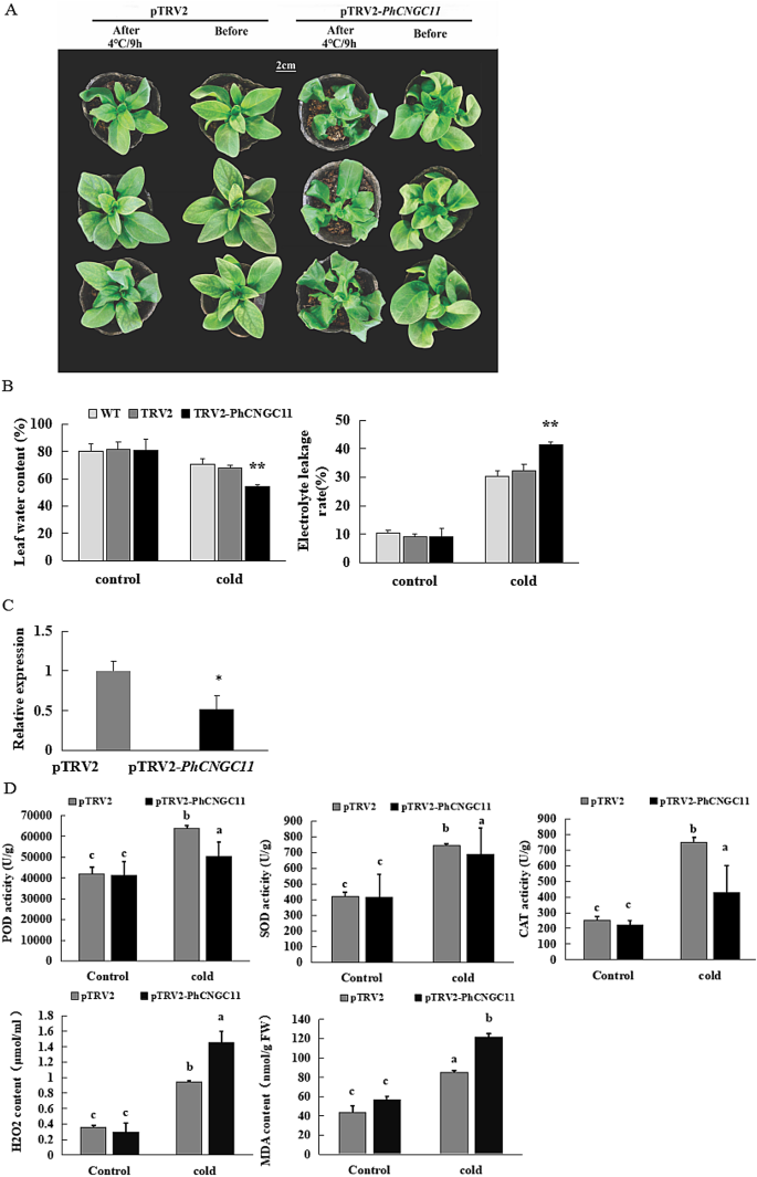 Genome-wide exploration of CNGC gene family in Petunia hybrida under ...