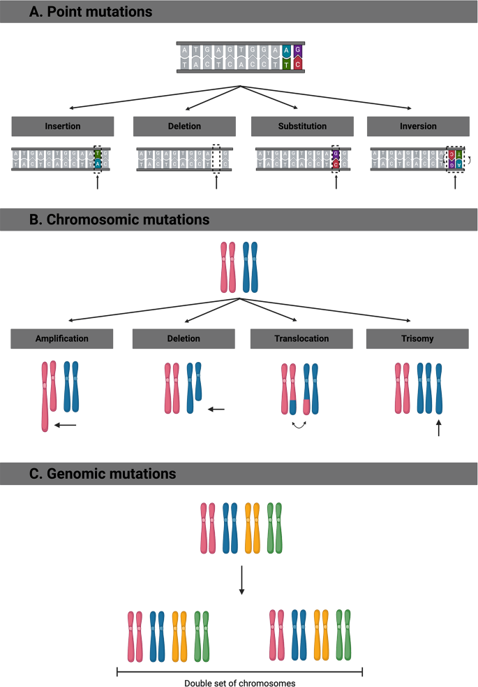 Mutation breeding strategies and advances for sugarcane (Saccharum spp ...