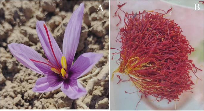 Biotechnological advances in saffron: tissue culture challenges and ...