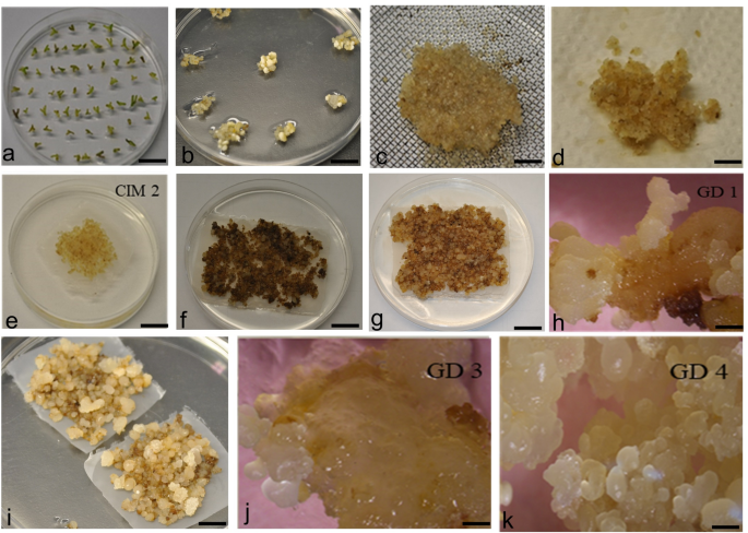 Enhancing regeneration in white yam (Dioscorea rotundata) through ...