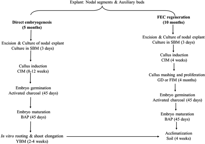 Enhancing regeneration in white yam (Dioscorea rotundata) through ...