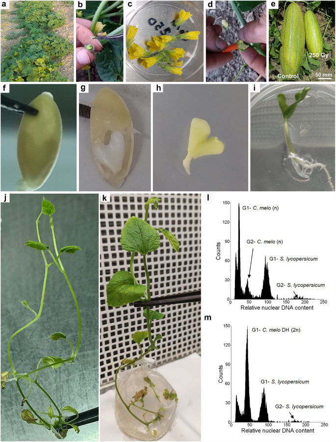 Parthenogenesis-based production of doubled haploids in melon (Cucumis ...