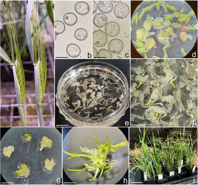 First regeneration of doubled haploids via anther culture in Triticum timopheevii | Plant Cell ...