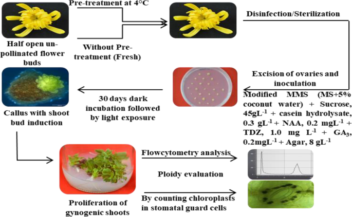 Optimising protocol for efficient induction of maternal haploids in ...