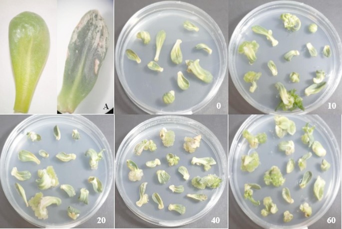 Cold plasma as an efficient tool for enhancing callus induction, plant ...