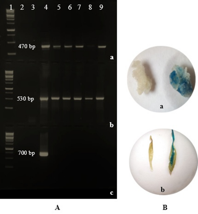 Cold plasma as an efficient tool for enhancing callus induction, plant ...