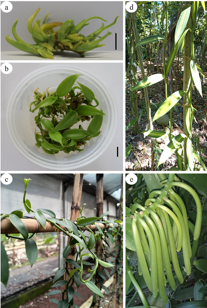 Mini-review: prospects of in vitro mutagenesis for genetic improvement ...