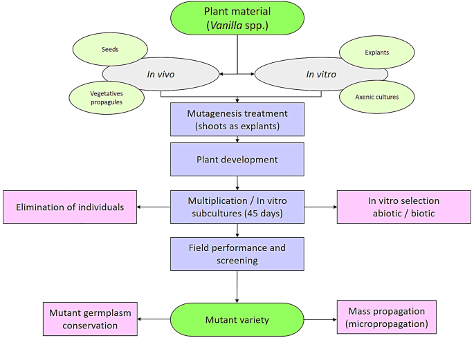 Mini-review: prospects of in vitro mutagenesis for genetic improvement ...
