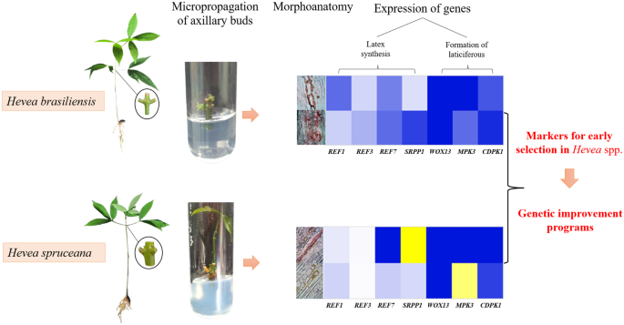 Morphological and genetic insights involved in latex synthesis and ...