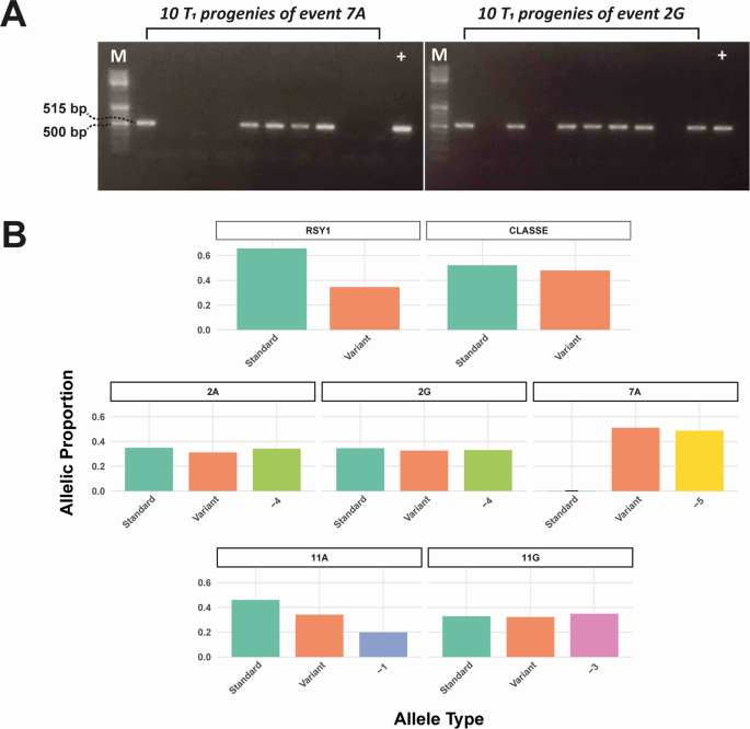 CRISPR-Cas9-mediated genome editing in tetraploid alfalfa: data on ...