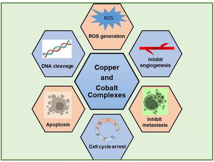 Exploring the therapeutic potential of copper and cobalt complexes as ...