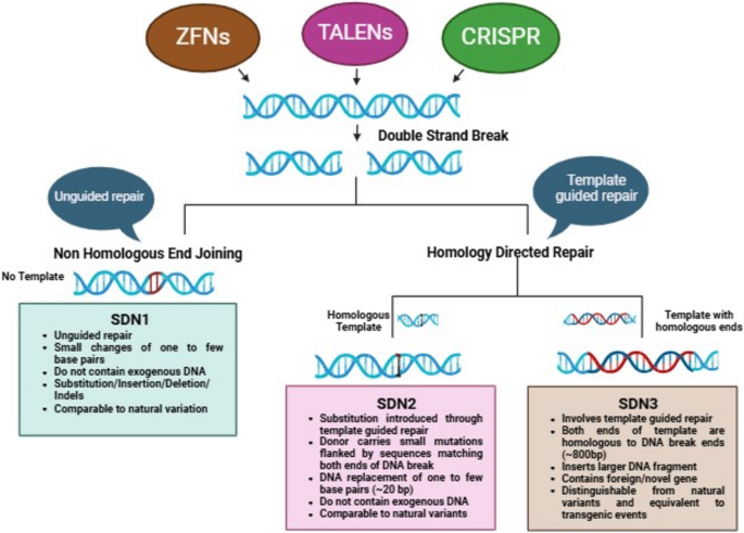 Genome editing research initiatives and regulatory landscape of genome edited crops in India ...