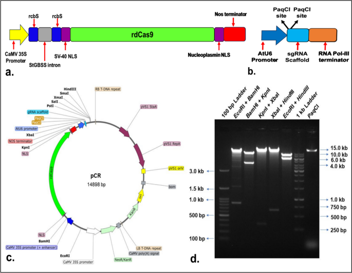 A novel recombinant CRISPR/Cas9 vector system for genome editing in ...