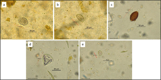 Gastrointestinal parasites in free grazing goats from Ayacucho, Peru ...