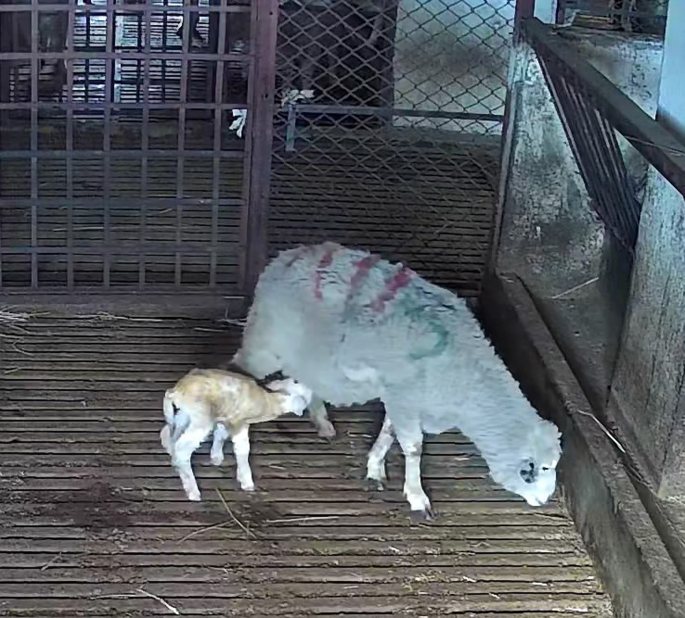 Effect of drinking water temperature and mineral supplementation on pre ...