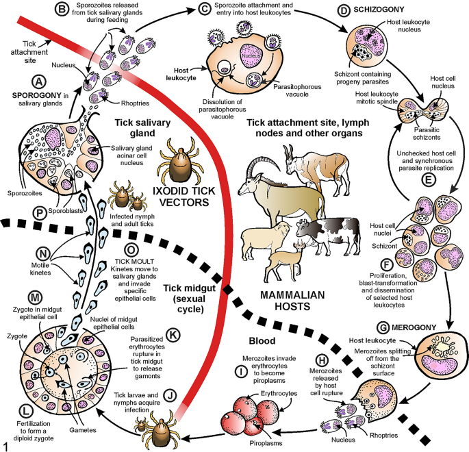 Theileria lestoquardi and malignant theileriosis in small ruminants: an ...