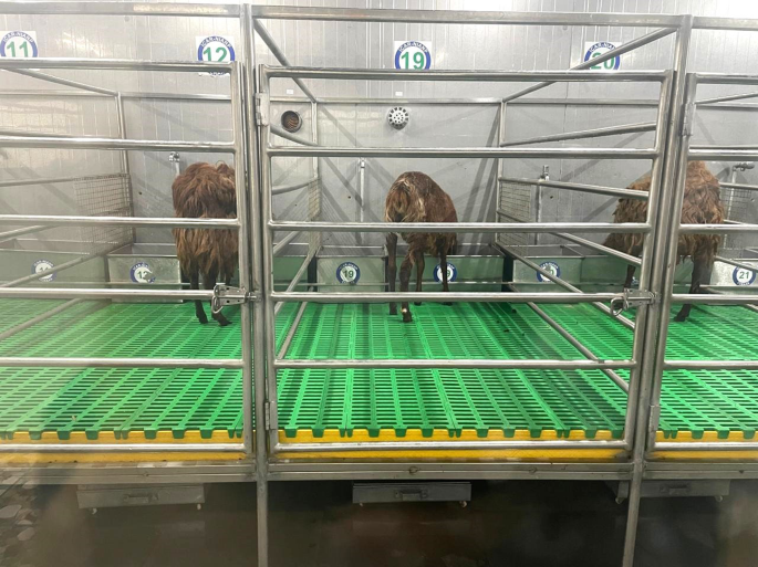 Effects of oral herbal powder supplements on the adaptive capabilities ...