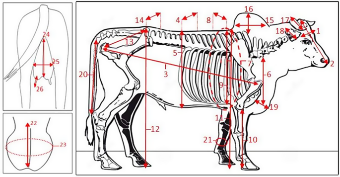 Canonical and hierarchical analyses of body measurements in four ...