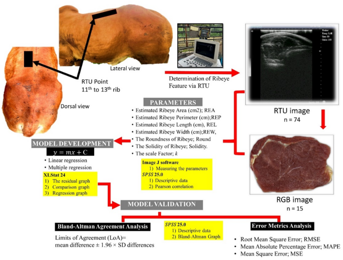 Real-time ultrasound and RGB imaging integration for non-invasive ...