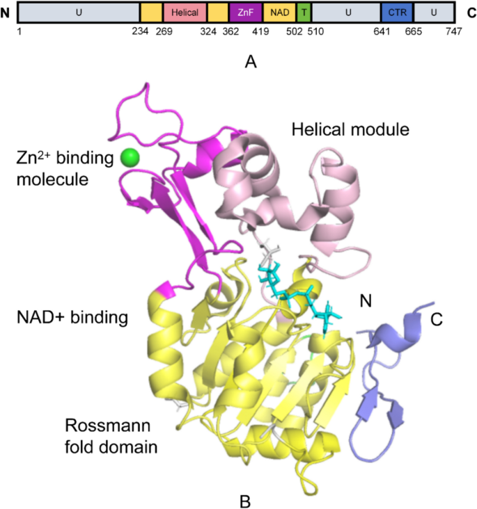 The role of SIRT1 in kidney diseases | International Urology and Nephrology