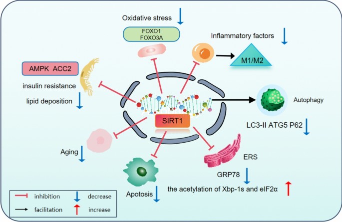 The role of SIRT1 in kidney diseases | International Urology and Nephrology