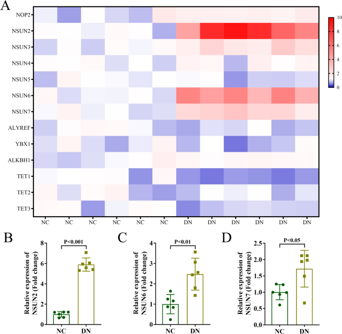 NSUN2 knockdown inhibits macrophage infiltration in diabetic ...