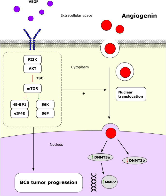 The role of angiogenin in bladder cancer: where are we in 2025 ...