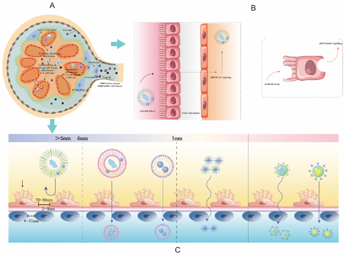 Precision nanotherapeutics for kidney disease: targeting inflammation ...