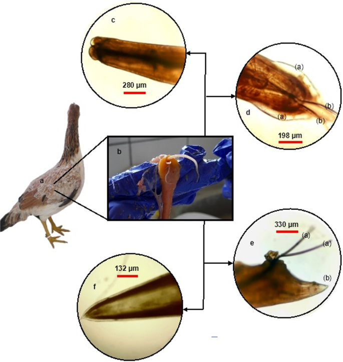 Low efficacy of levamisole for Ascaridia galli control in ...