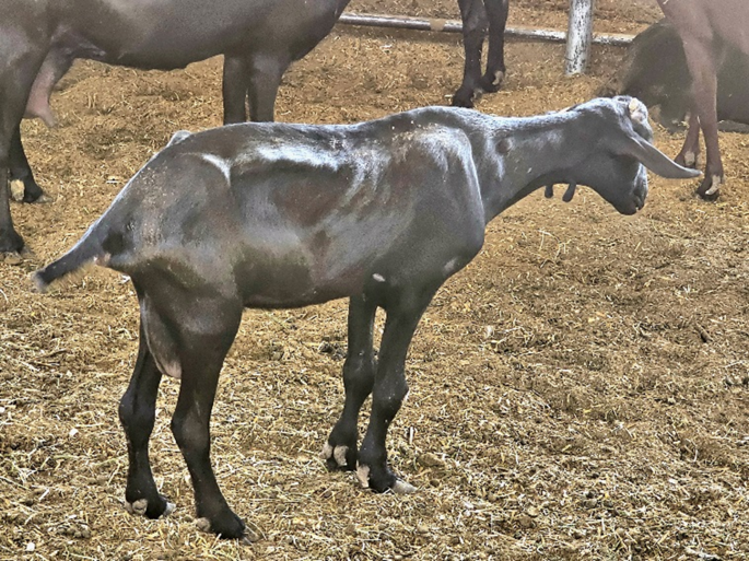Prevalence of paratuberculosis in Murciano-Granadina dairy goats in ...