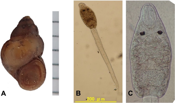 New record of the cercariae of liver fluke (Opisthorchis sp.) (Digenea ...