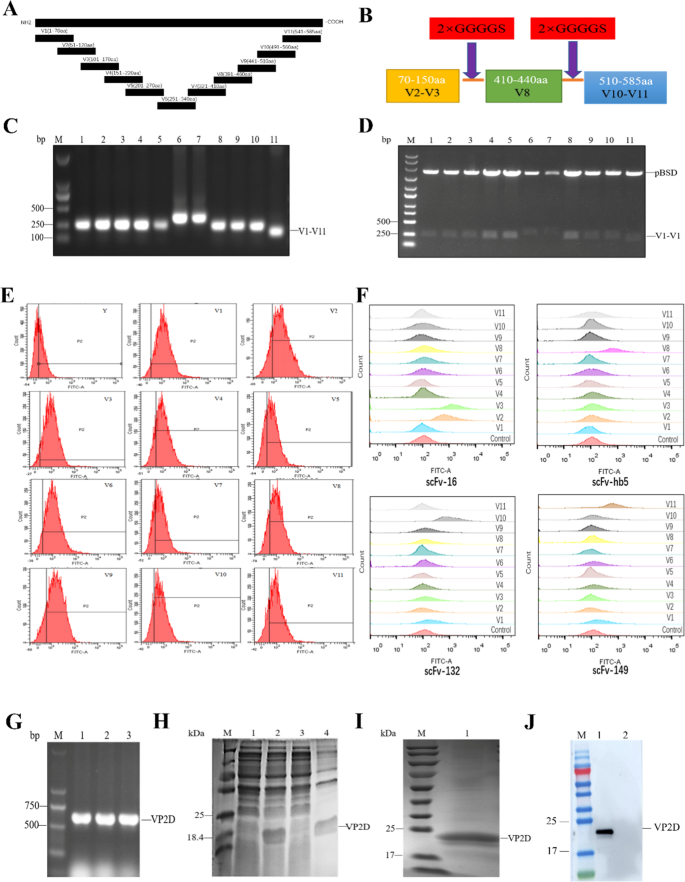 Engineering a recombinant VP2-Based neutralizing epitope vaccine ...