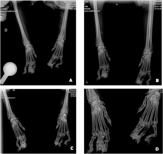 Syndactyly in domestic feline (Felis catus). Case report | Veterinary ...