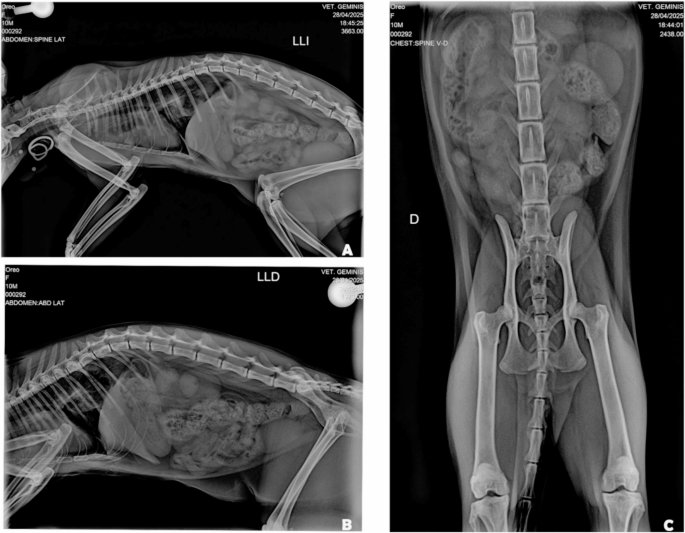 Syndactyly in domestic feline (Felis catus). Case report | Veterinary Research Communications