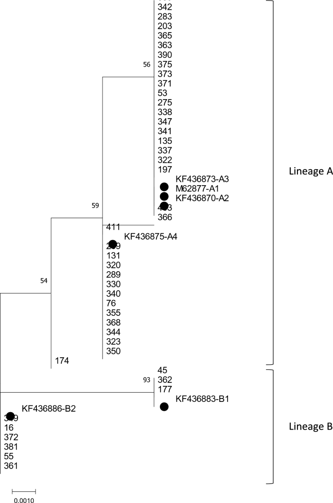 Lineage and sublineage analysis of human papillomavirus types 51 and 59 ...