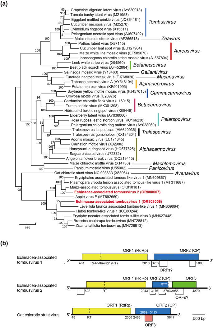 Complete genome sequences of two tombusvirus-like viruses identified in ...
