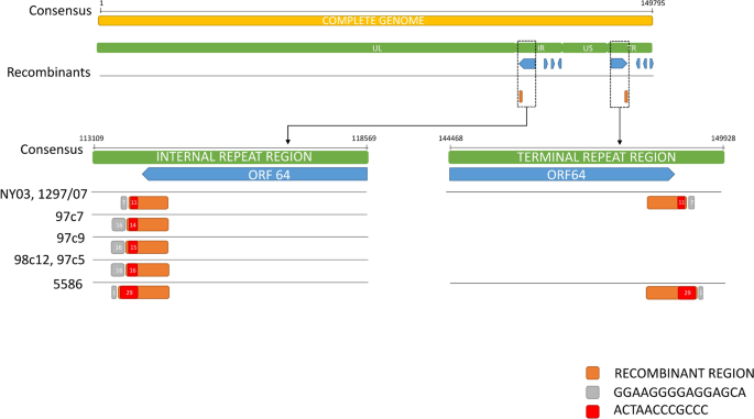 The complete genome of equid herpesvirus-1 (EHV-1) field isolates from ...