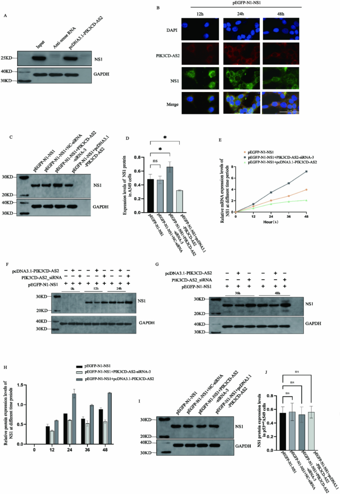 The H5N1-NS1 protein affects the host cell cycle and apoptosis through ...