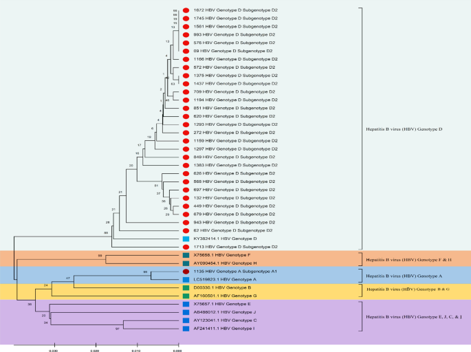 Detection of hepatitis B virus (HBV) genotypes and co-infection with ...