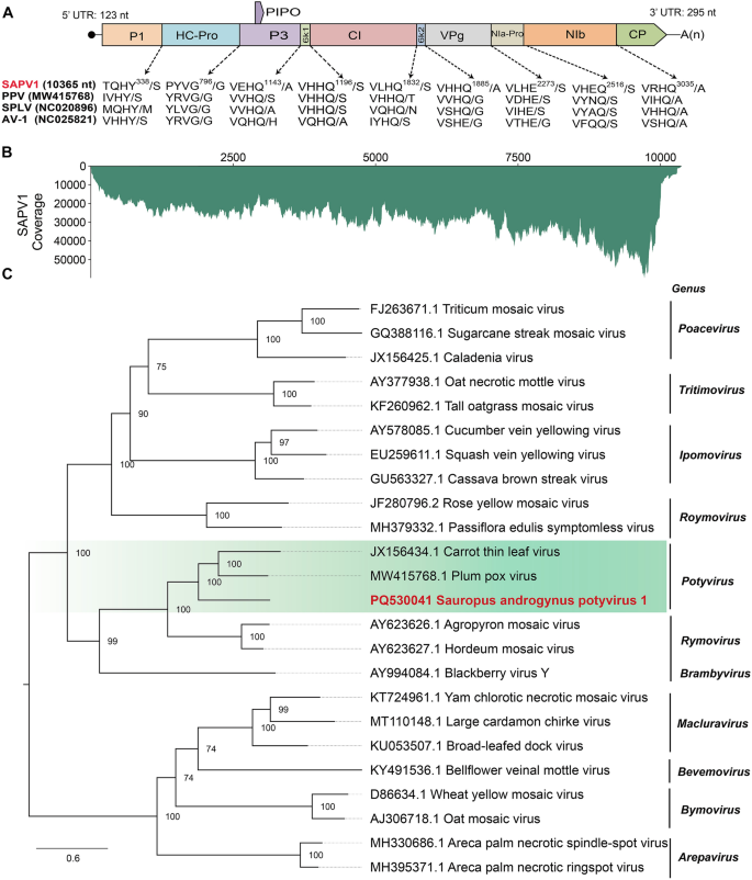 Full-genome sequence of a novel potyvirus infecting Sauropus androgynus ...