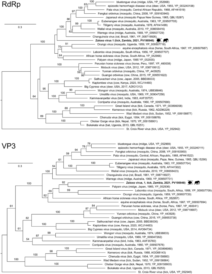 Novel orbivirus in Amblyomma tholloni ticks parasitizing African ...