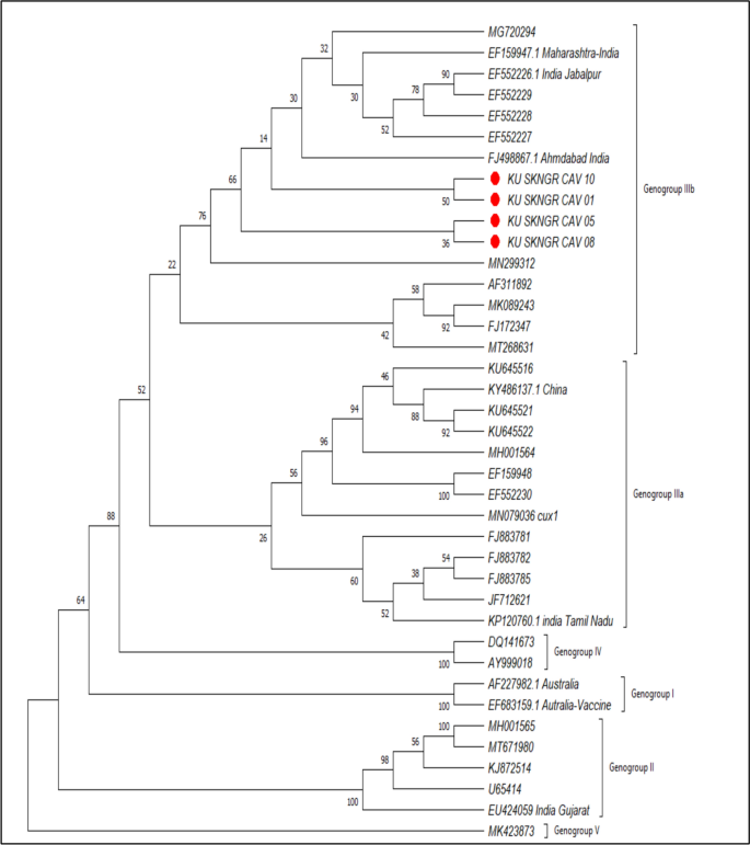 Molecular identification and Genogrouping of chicken infectious anaemia ...