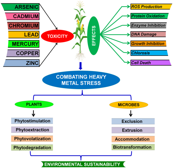 Microbial Amelioration of Heavy Metal Toxicity in Plants for Agro ...