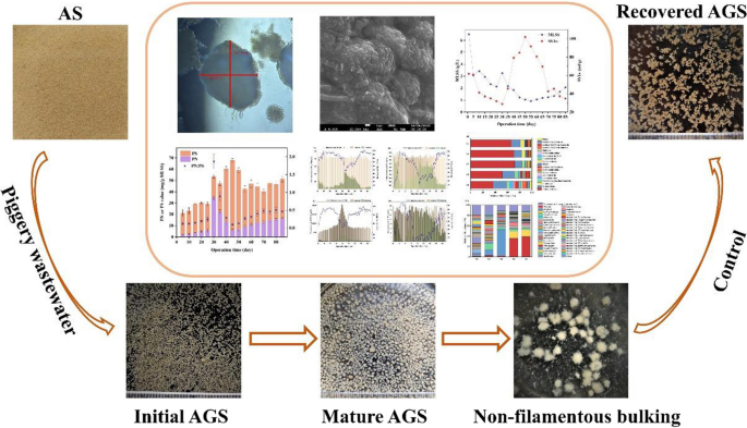 Aerobic Granular Sludge Treatment of Piggery Wastewater: Solution to ...