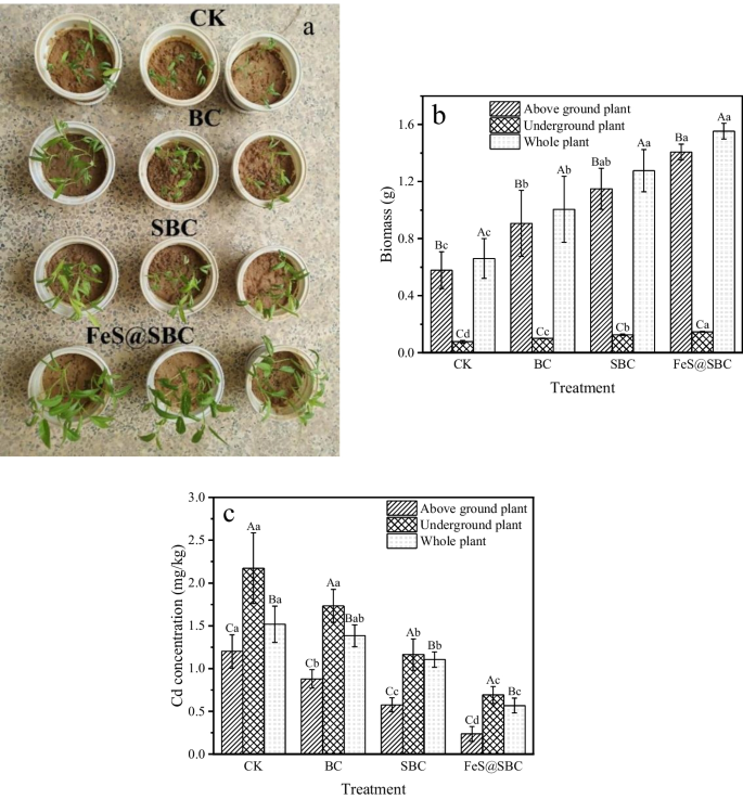 Sulfur Modified Biochar Supported Ferrous Sulfide Composite for the ...