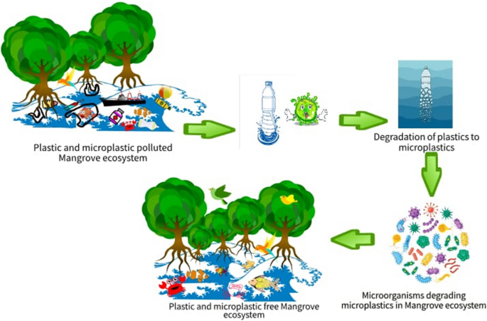 Microplastics On Mangrove Ecosystem and Scope of Biodegradation—a ...