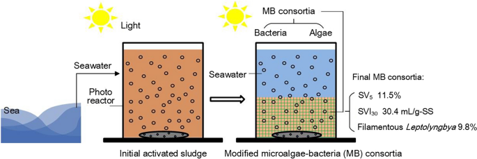 From Activated Sludge to Microalgae-Bacteria Consortia: A Settleability ...