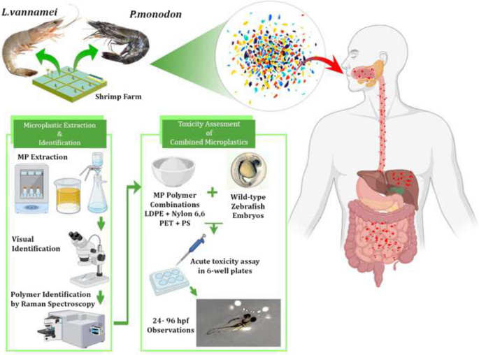 A Comprehensive Investigation of Microplastic Contamination and Polymer ...