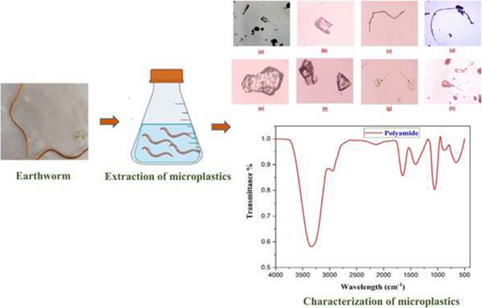 Microplastics Occurrence in Earthworm (Lampito mauritii) from the ...