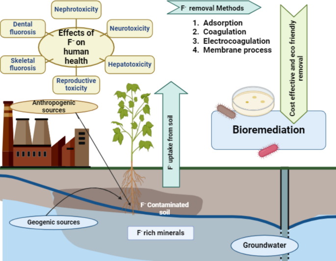 Microbial Remediation of Groundwater Fluoride Contamination: Prospect ...